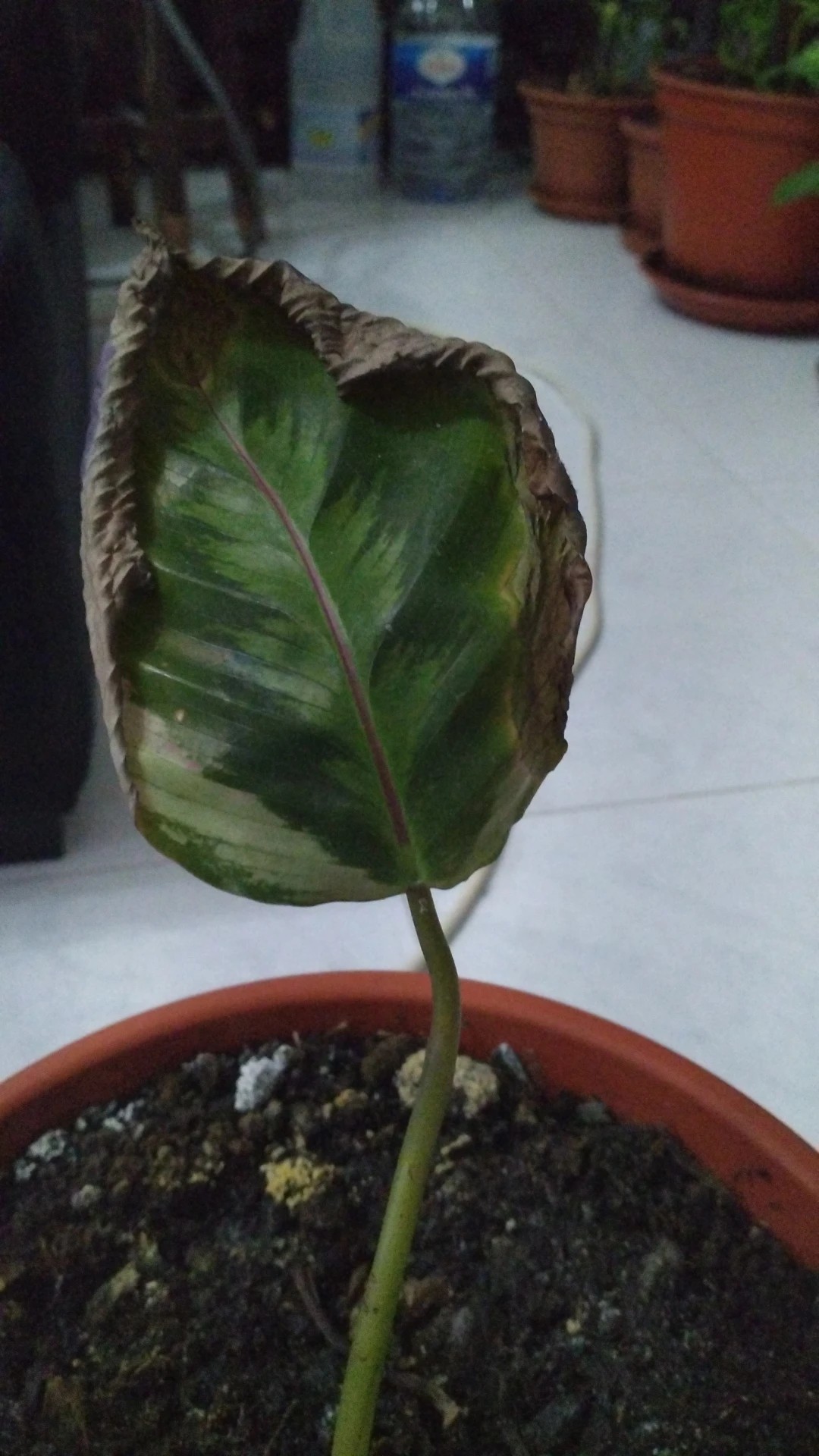 How to Treat Leaf rot Disease on Rose-Painted Calathea?