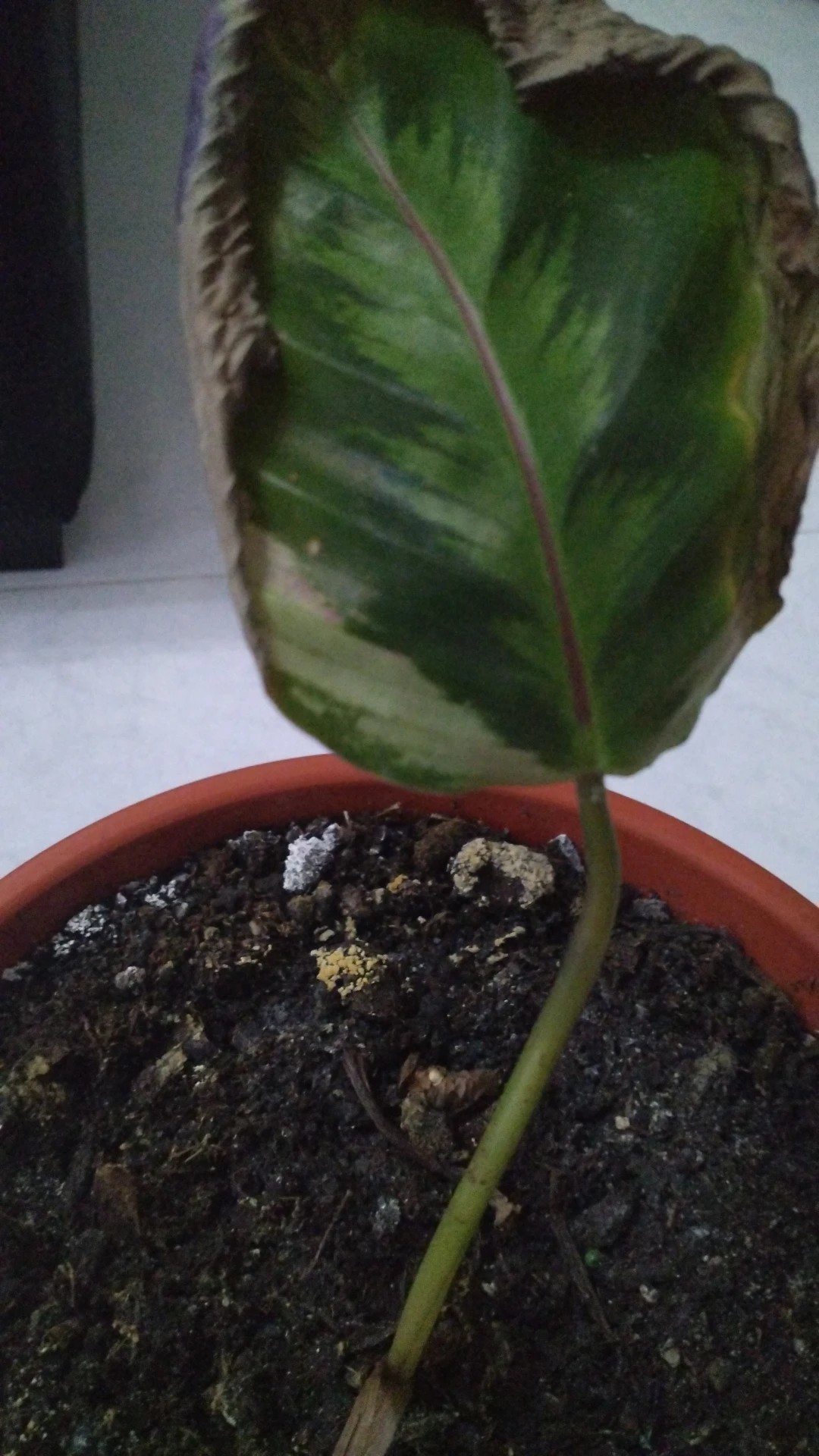 How to Treat Leaf rot Disease on Rose-Painted Calathea?