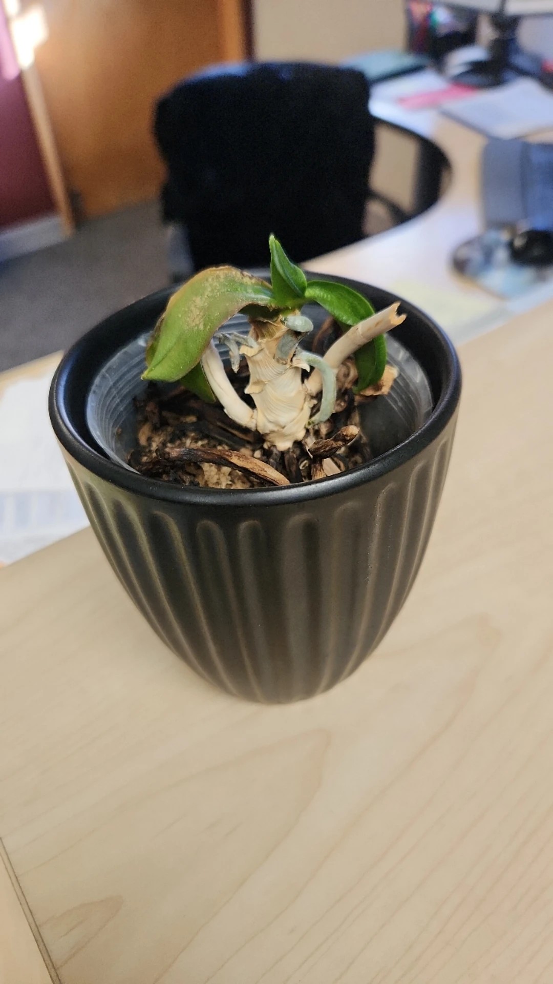 How to Treat Wilting Disease on Moth orchid?