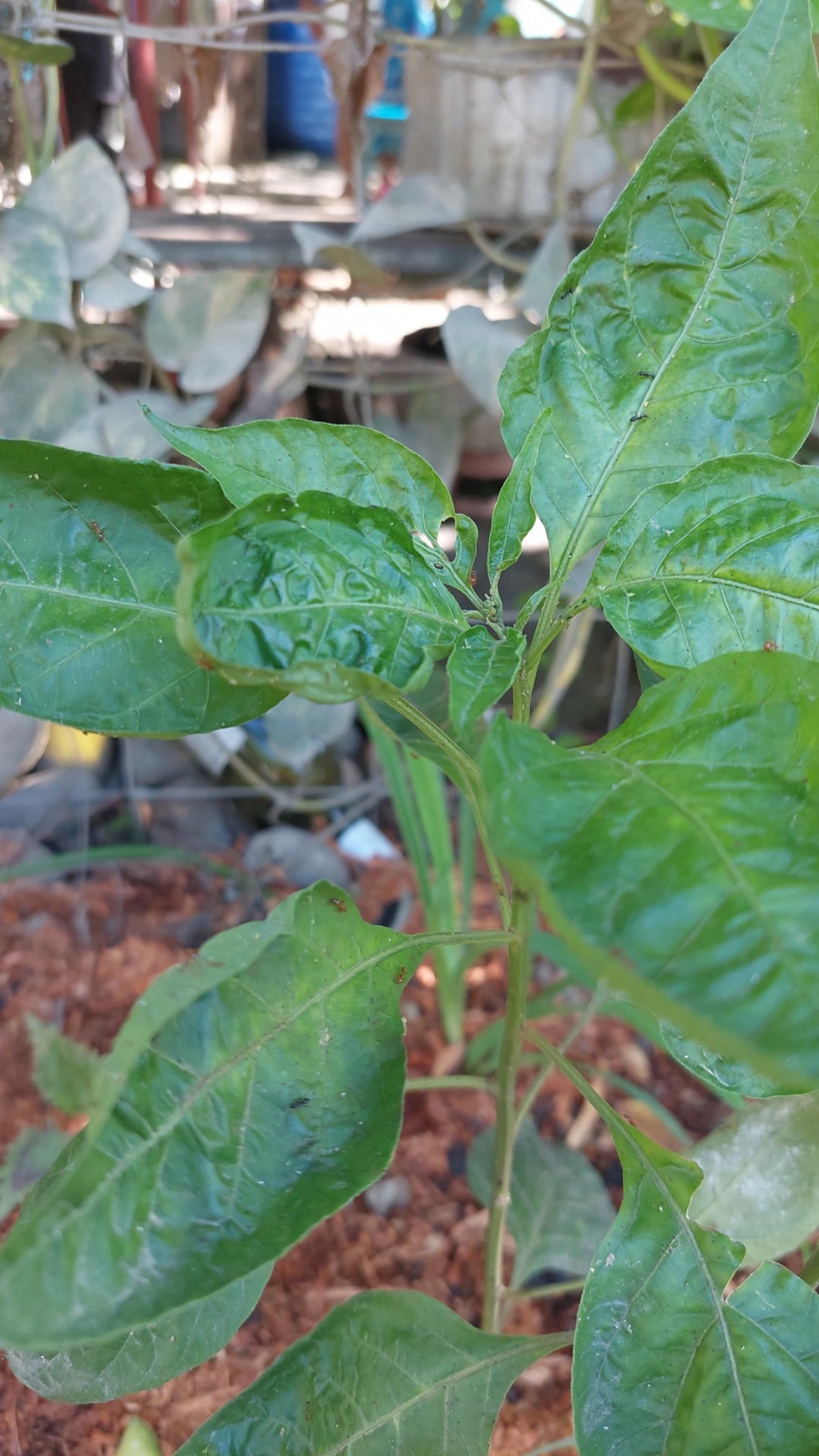 How to Treat Leaf miners Disease on Pepper?