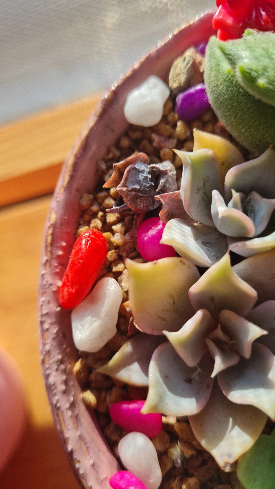 How to Treat Soft Rot Disease on Ghost echeveria?