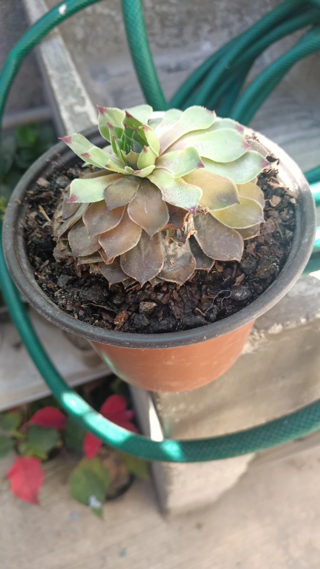 How to Treat Soft Rot Disease on Common houseleek?