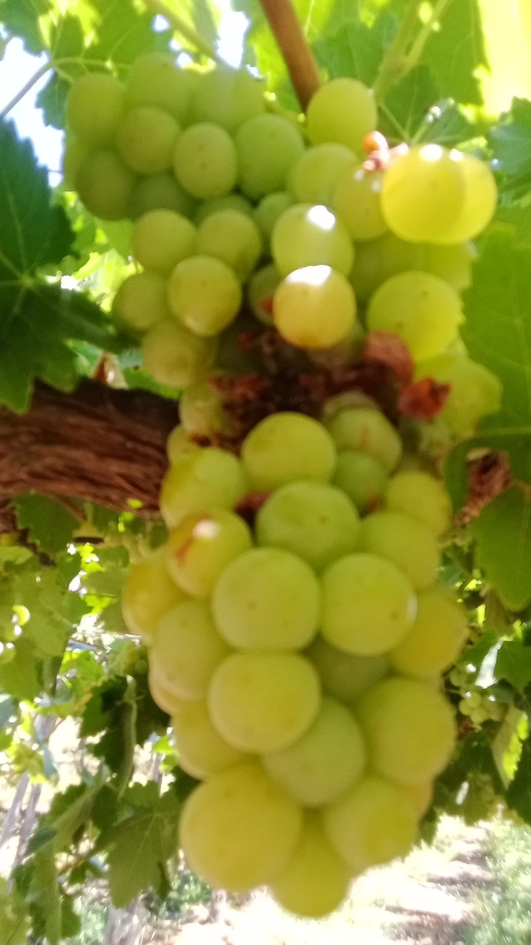 How to Treat Brown blotch Disease on Wine grape?