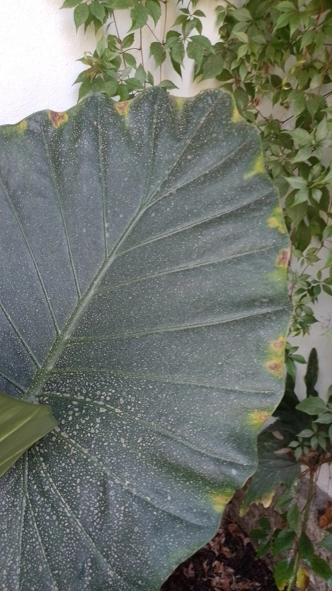 How to Treat Brown blotch yellow edge Disease on Giant taro?