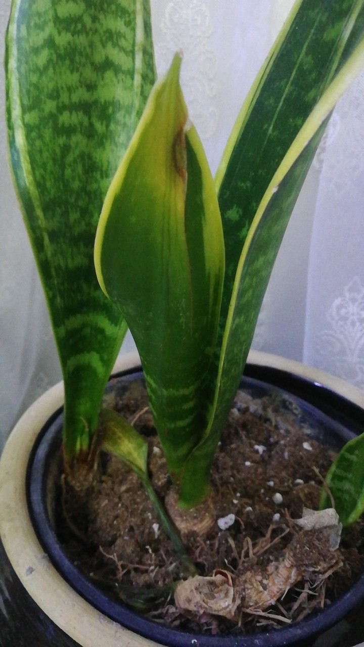 How to Treat Leaf rot Disease on Snake plant?