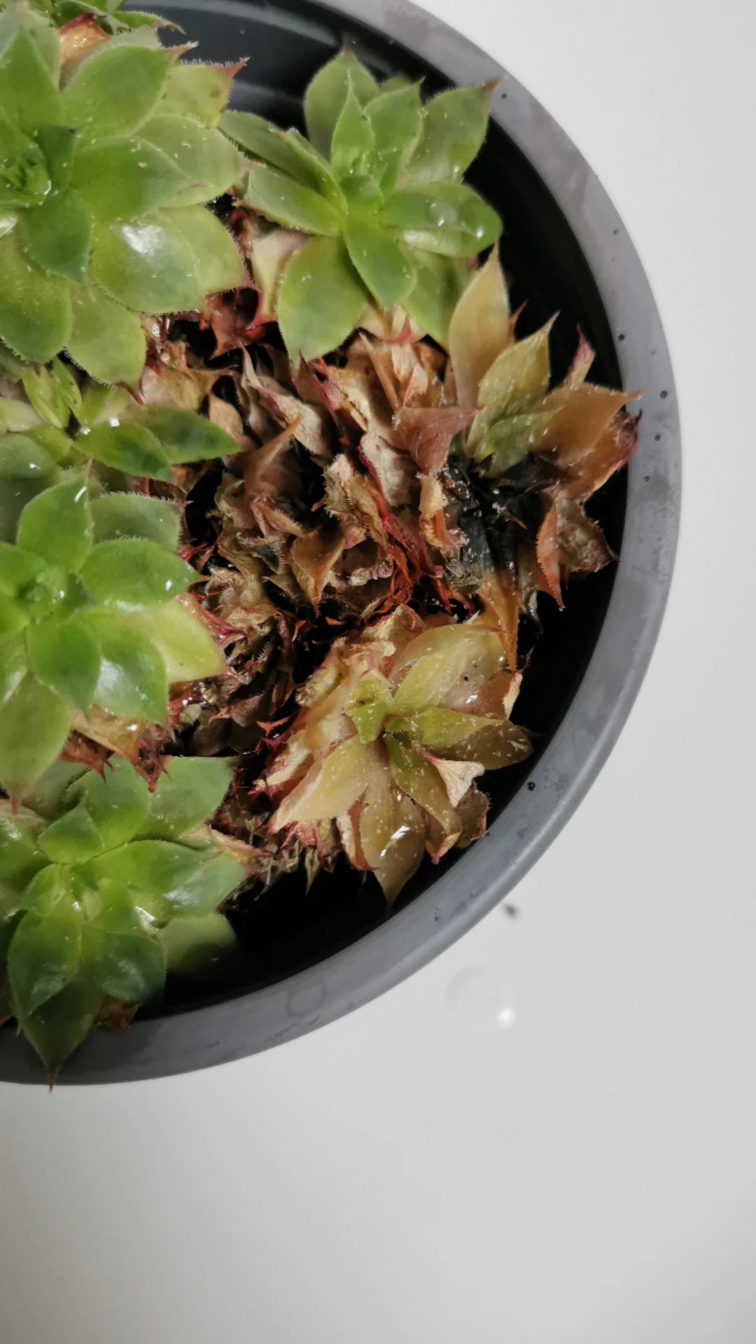 How to Treat Soft Rot Disease on Common houseleek?