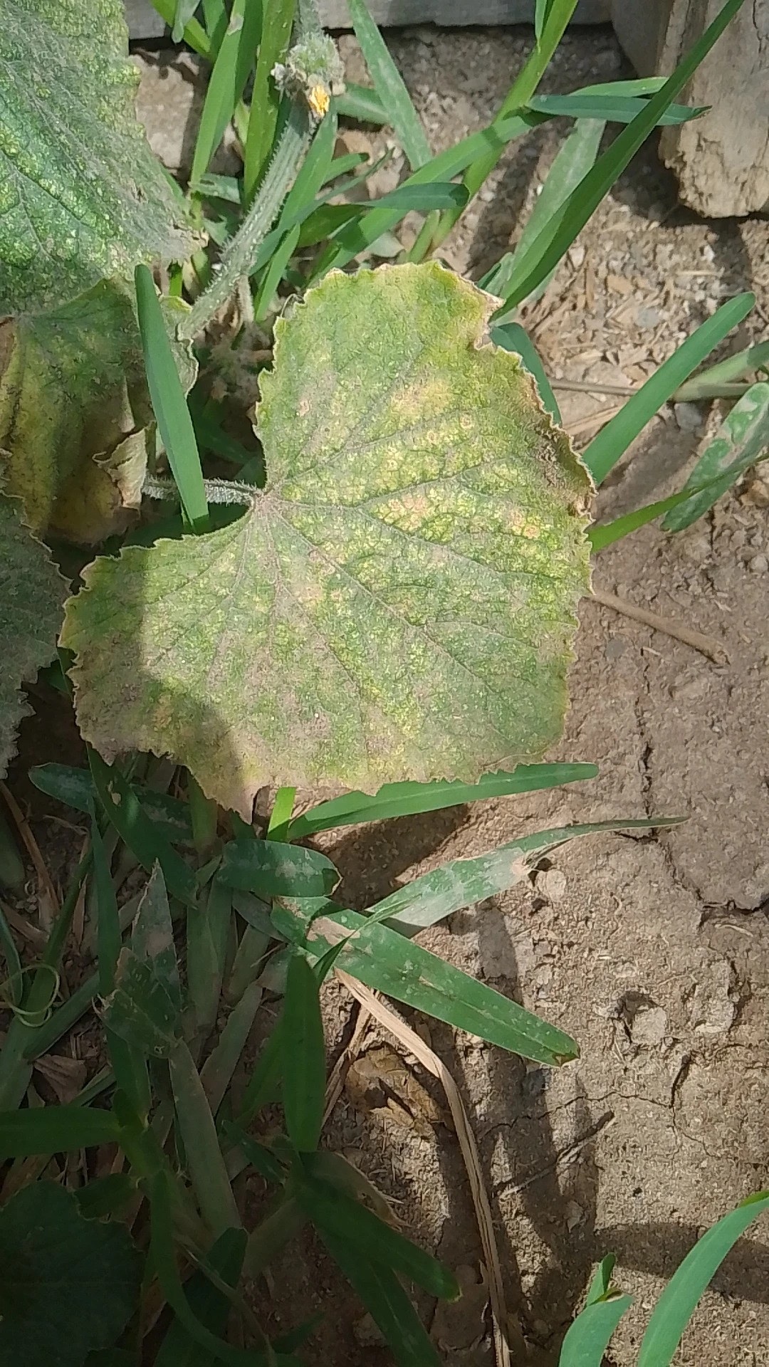 How to Treat Powdery mildew Disease on Cucumber?