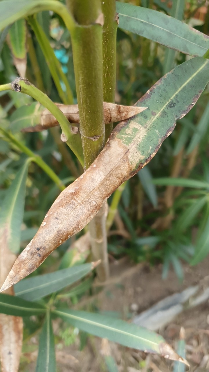 How to Treat Brown blotch Disease on Oleander?