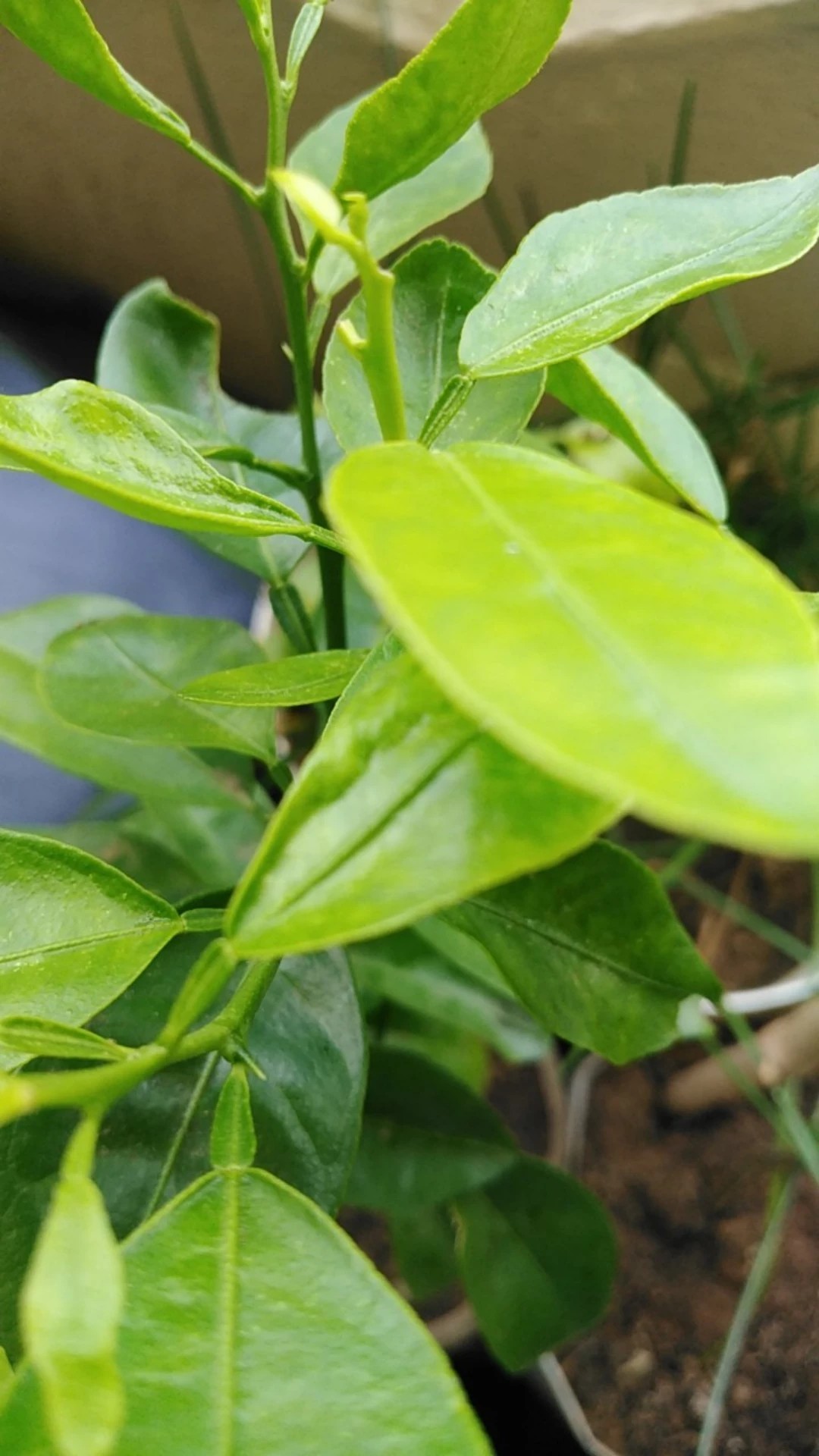 Mandarine (Citrus reticulata) - PictureThis
