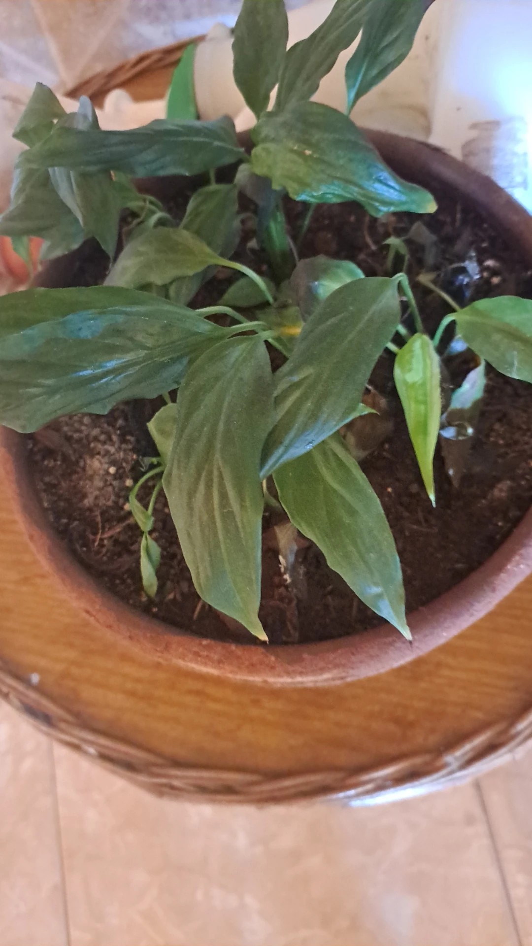 How to Treat Leaf rot Disease on Peace lily?