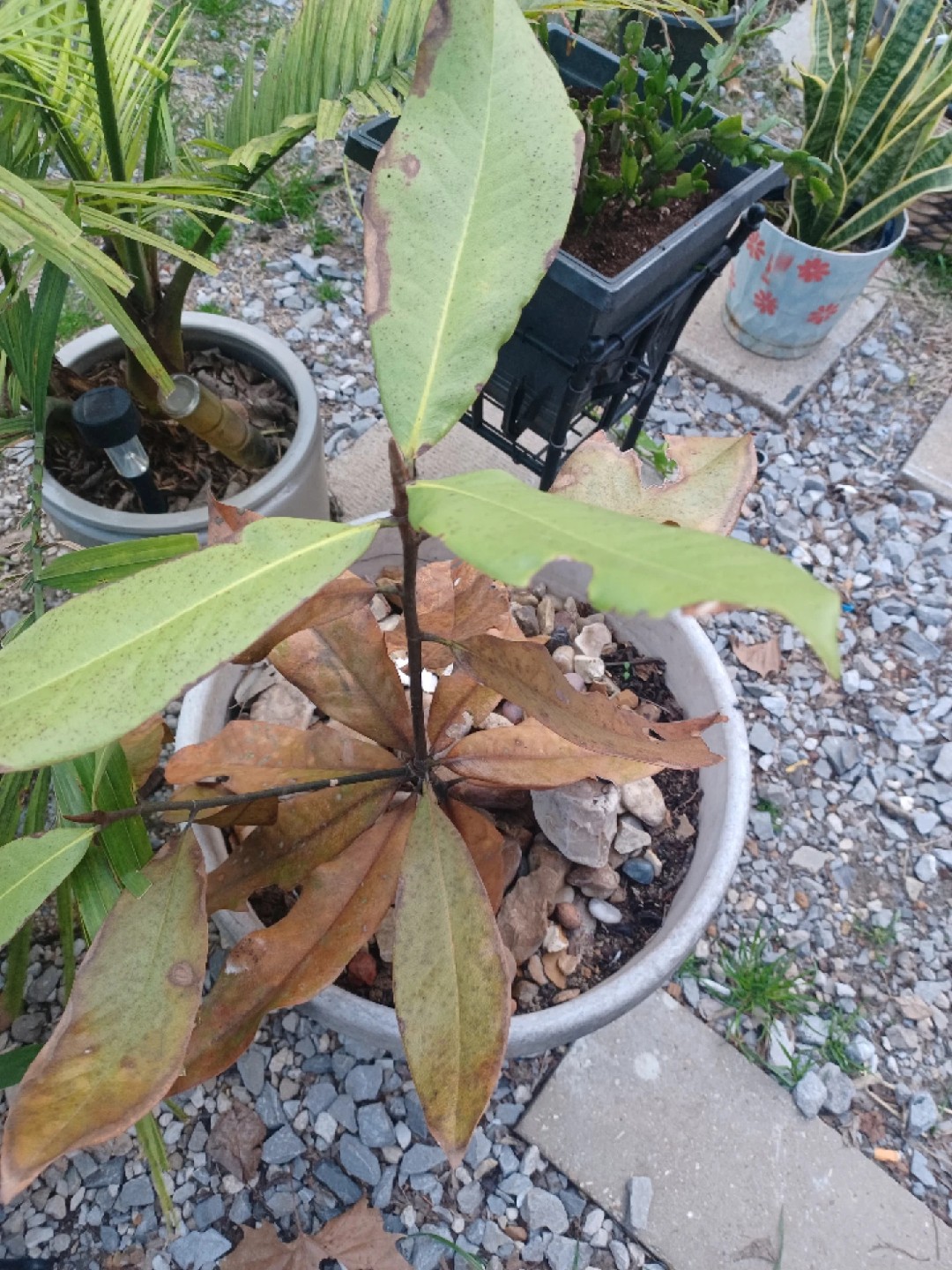 How to Treat Leaf blight Disease on Southern magnolia?