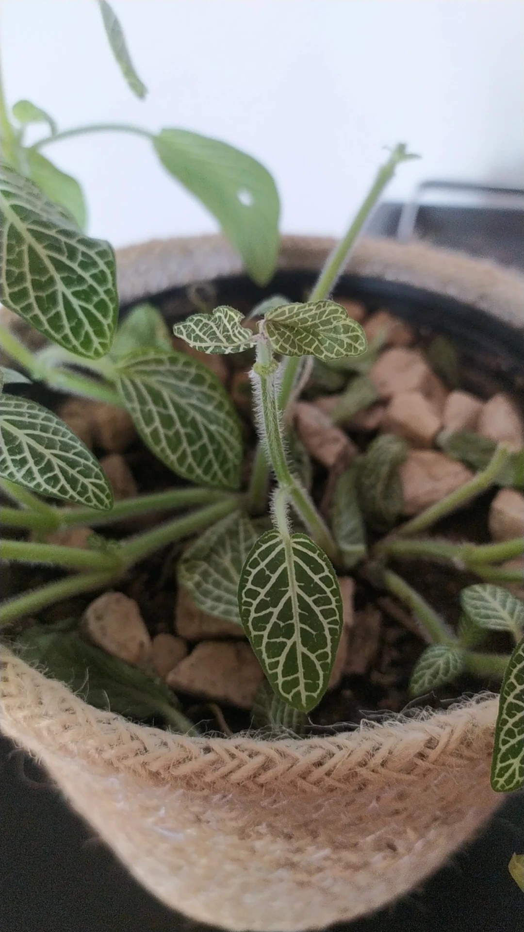 How to Treat Wilting Disease on Nerve plant?