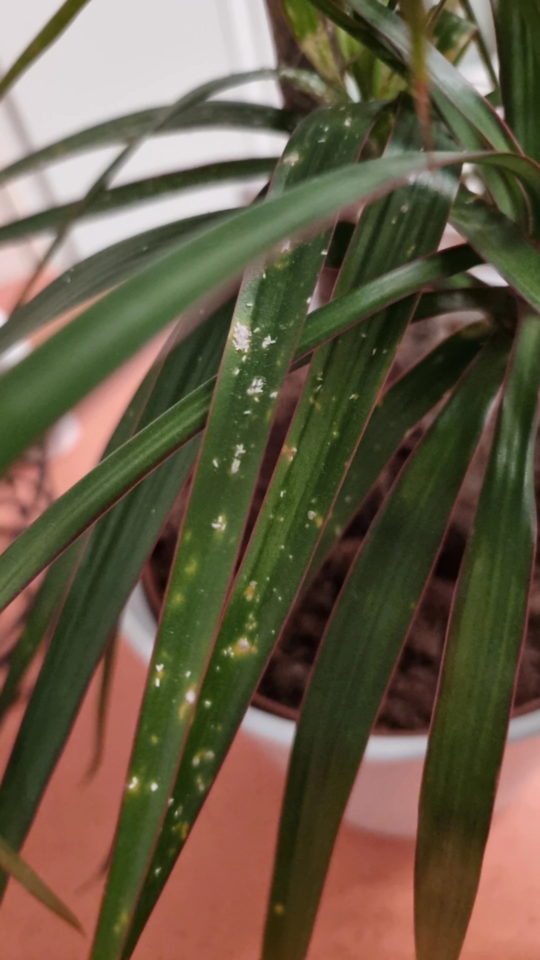 Wie behandelt man die Krankheit Schmierläuse bei Gerandeter Drachenbaum?