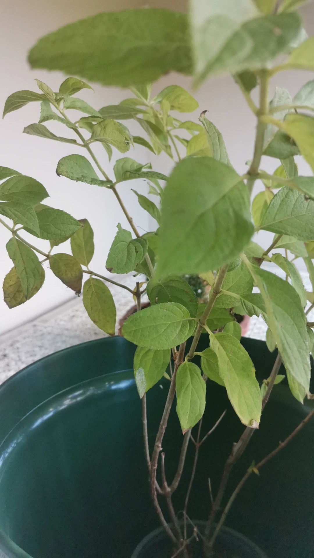 How to Treat Leaf rot Disease on Panicle hydrangea?