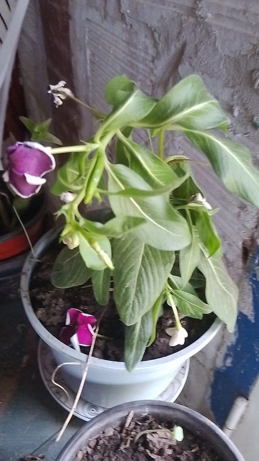 How to Treat Wilting Disease on Madagascar periwinkle?