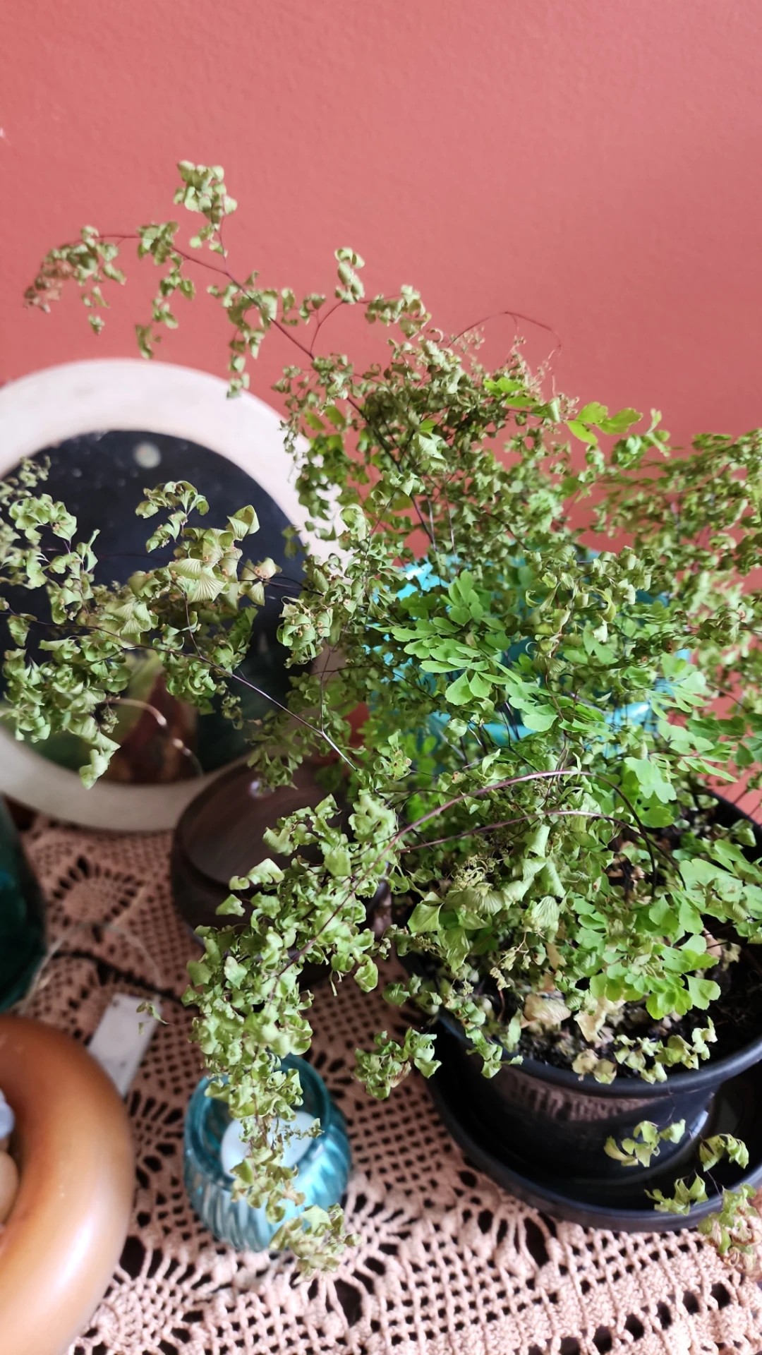 How to Treat Wilting Disease on Southern maidenhair fern?