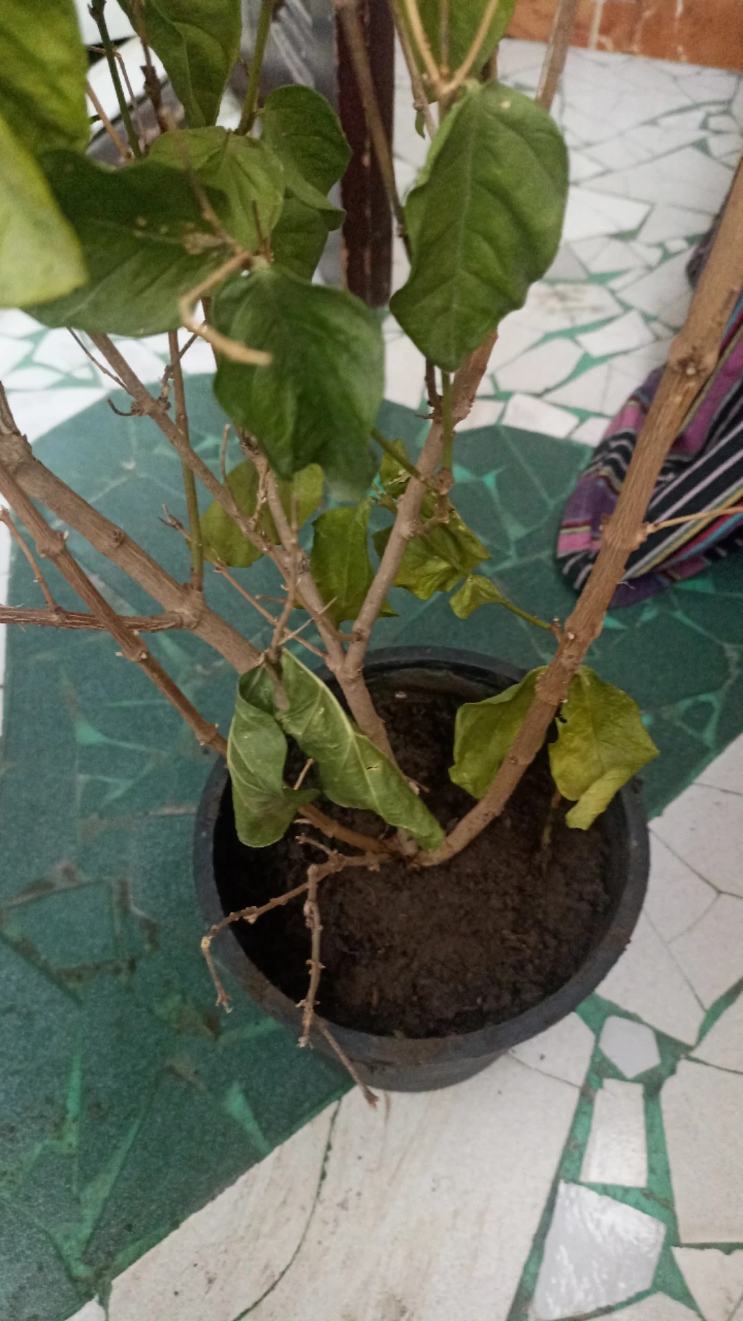 How to Treat Wilting Disease on Arabian jasmine?