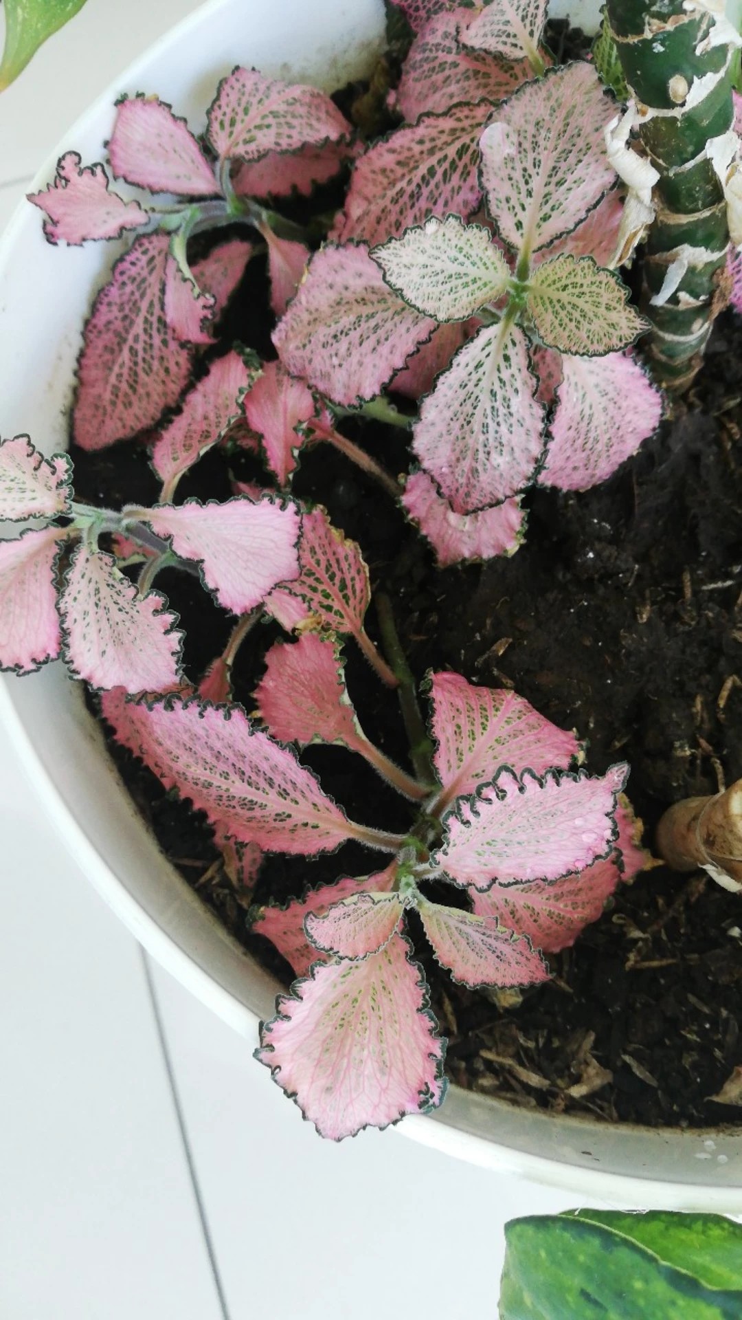 How to Treat Wilting Disease on Nerve plant?
