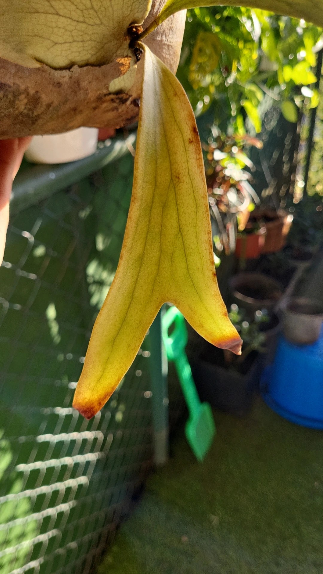 Wie behandelt man die Krankheit Braune Flecken bei Gewöhnlicher Geweihfarn?