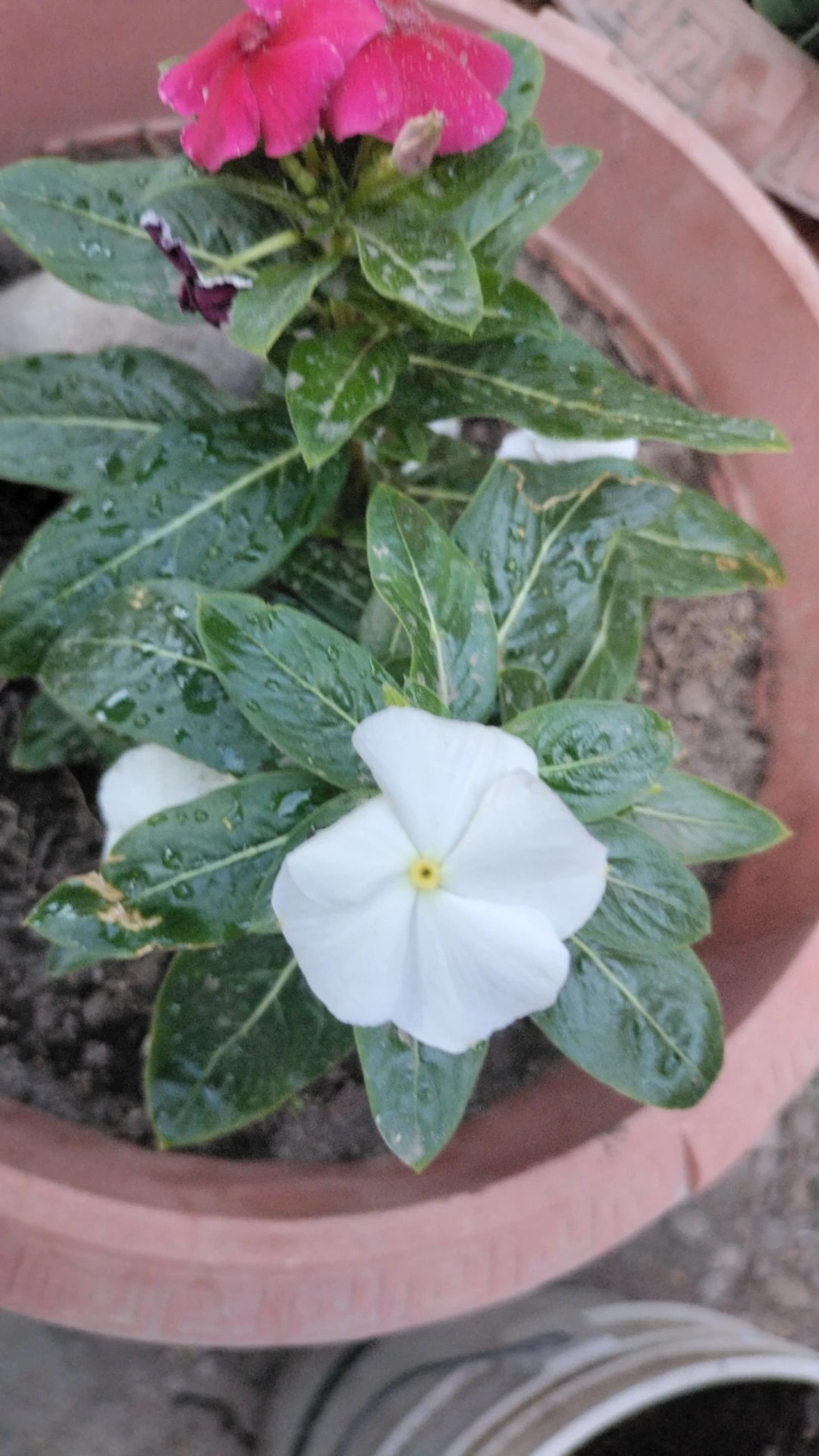 How to Treat Leaf rot Disease on Madagascar periwinkle?