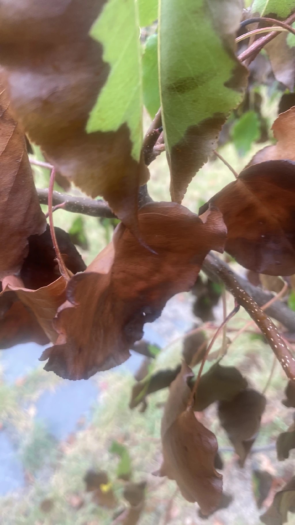 Why Is My Bradford Pear Tree Dying - Infoupdate.org