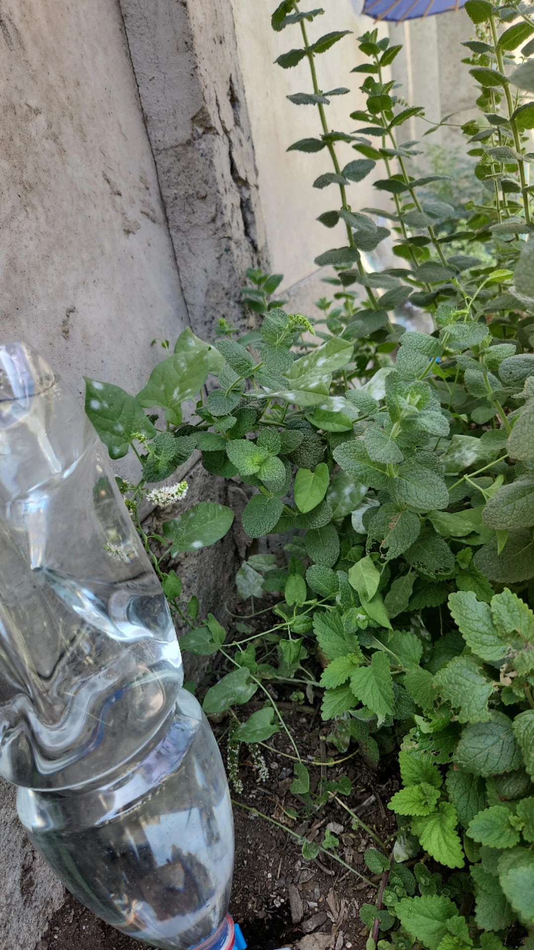 How to Treat Powdery mildew Disease on Apple mint?