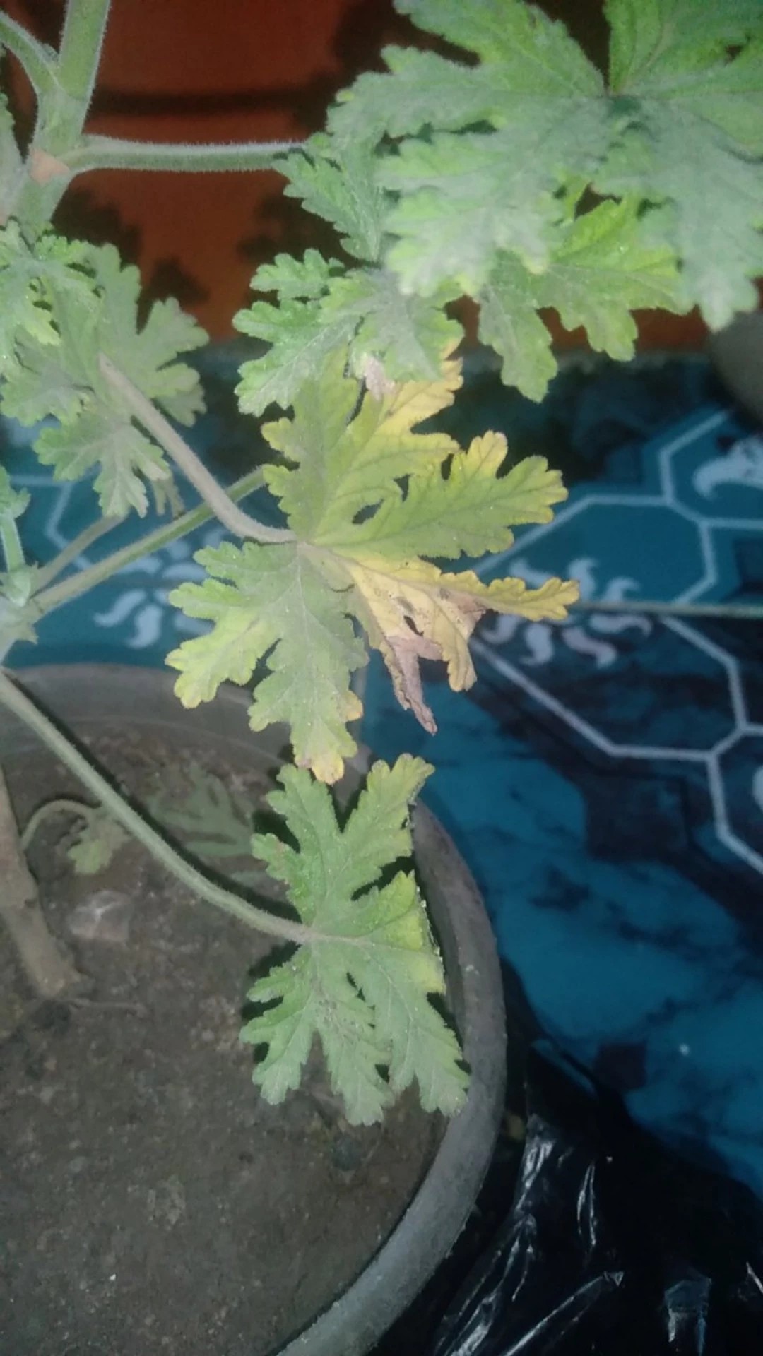 How to Treat Leaf rot Disease on Rose geranium?