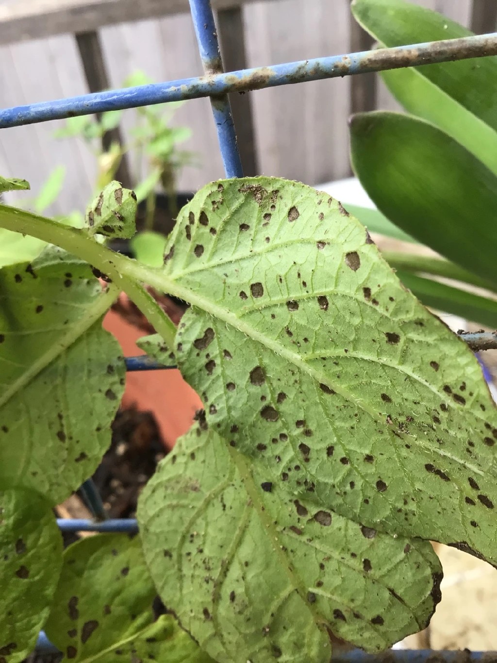 Manchas Negras En La Batata Tratamiento Y Prevención De La Mancha