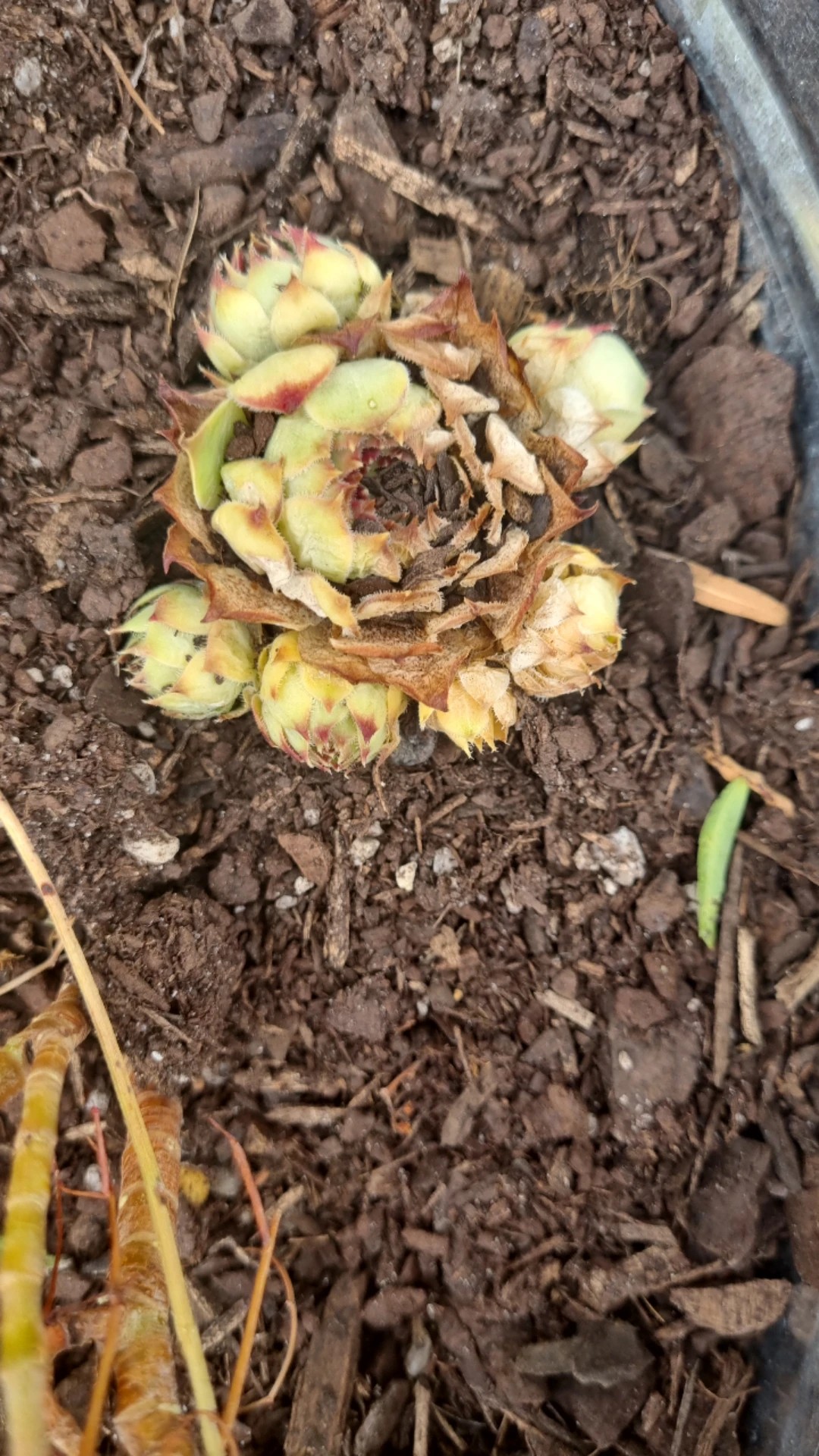 How to Treat Soft Rot Disease on Common houseleek?