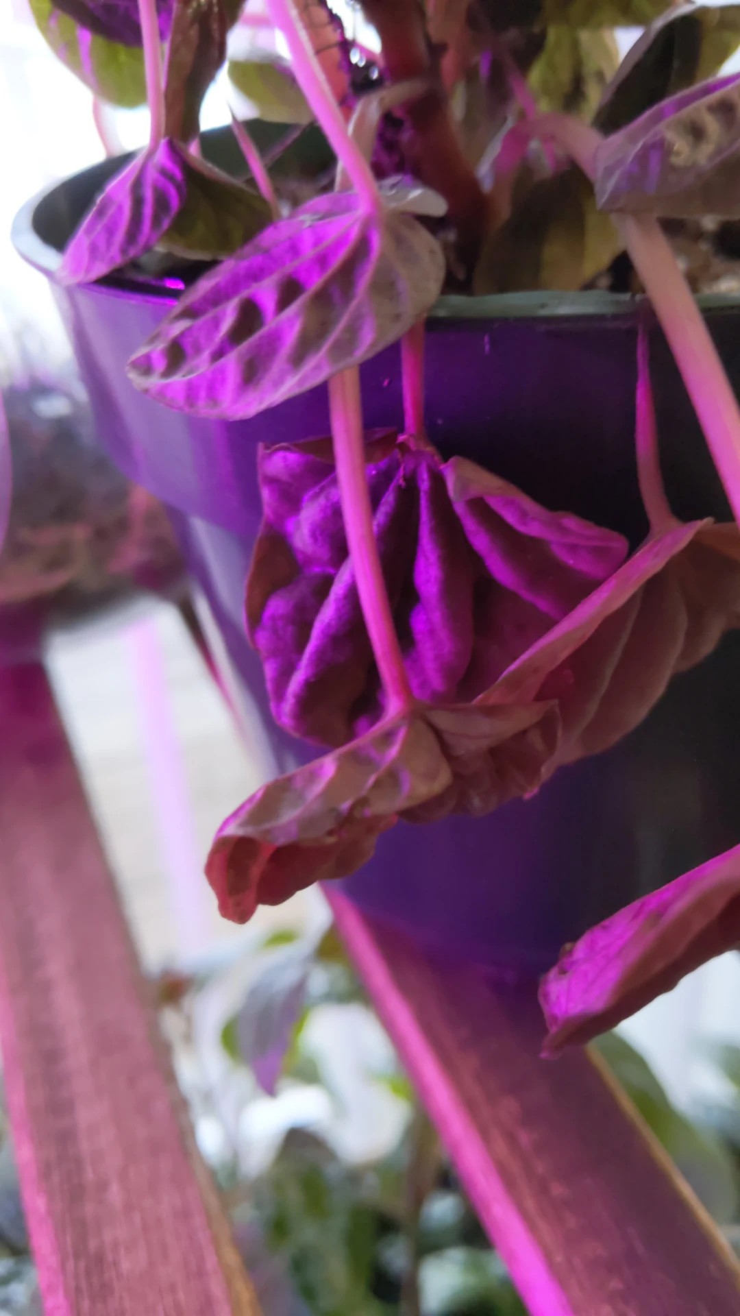 How to Treat Wilting Disease on Emerald ripple peperomia?