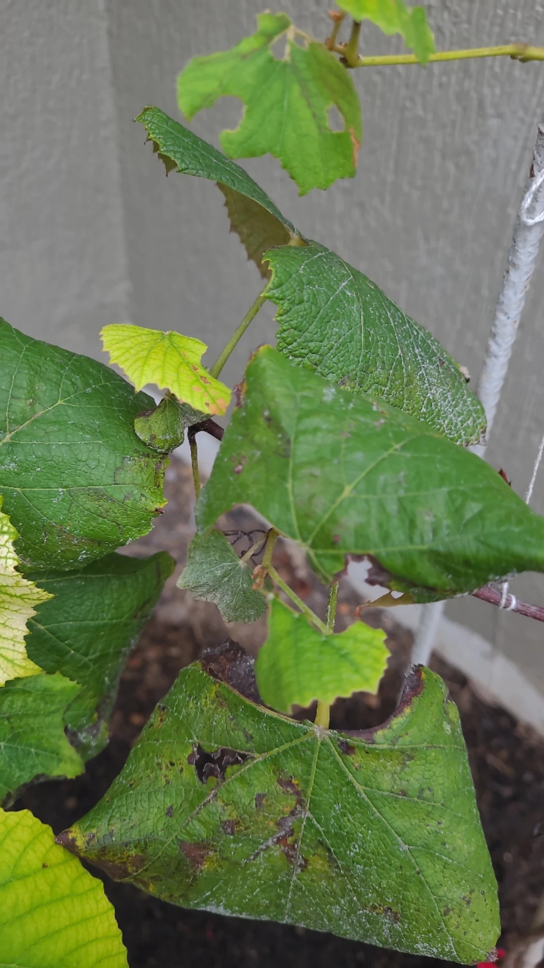 How to Treat Brown blotch Disease on Wine grape?