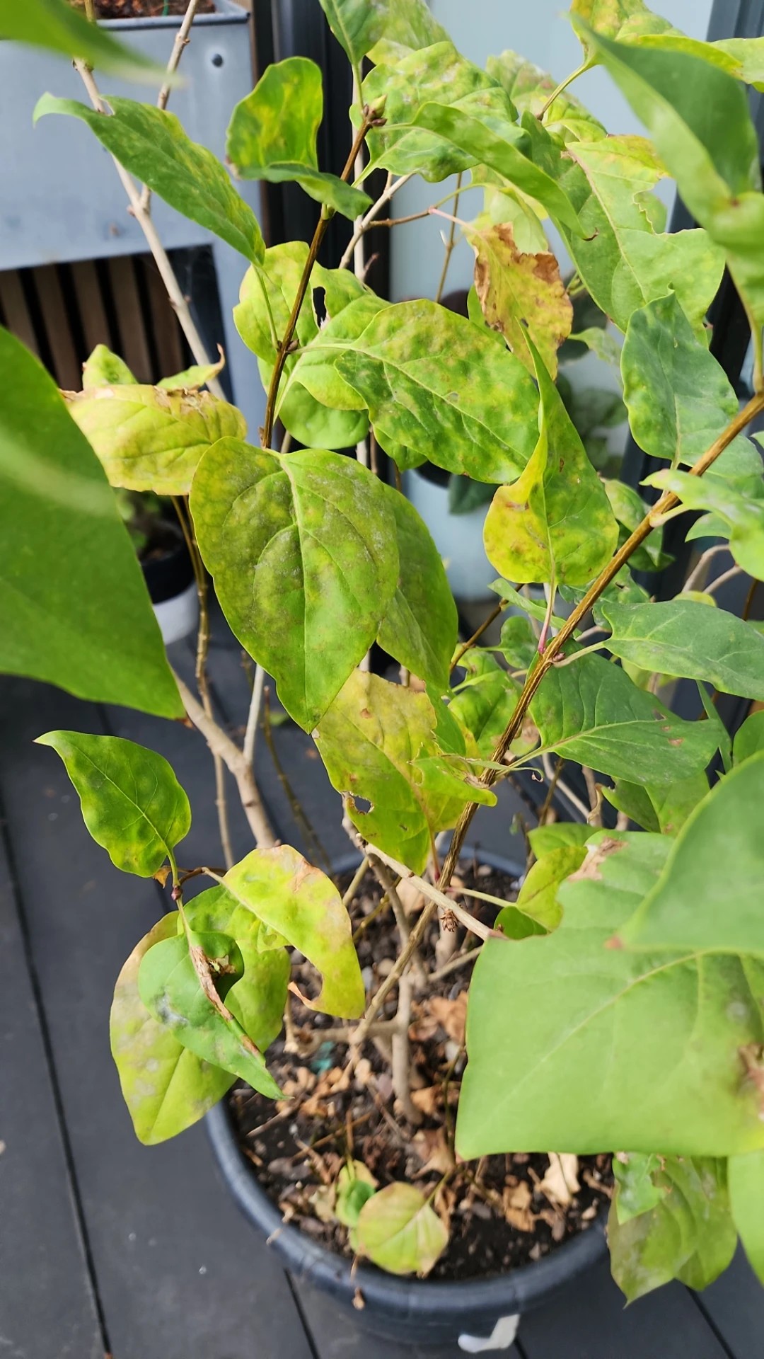 How to Treat Caterpillars Disease on Common lilac?