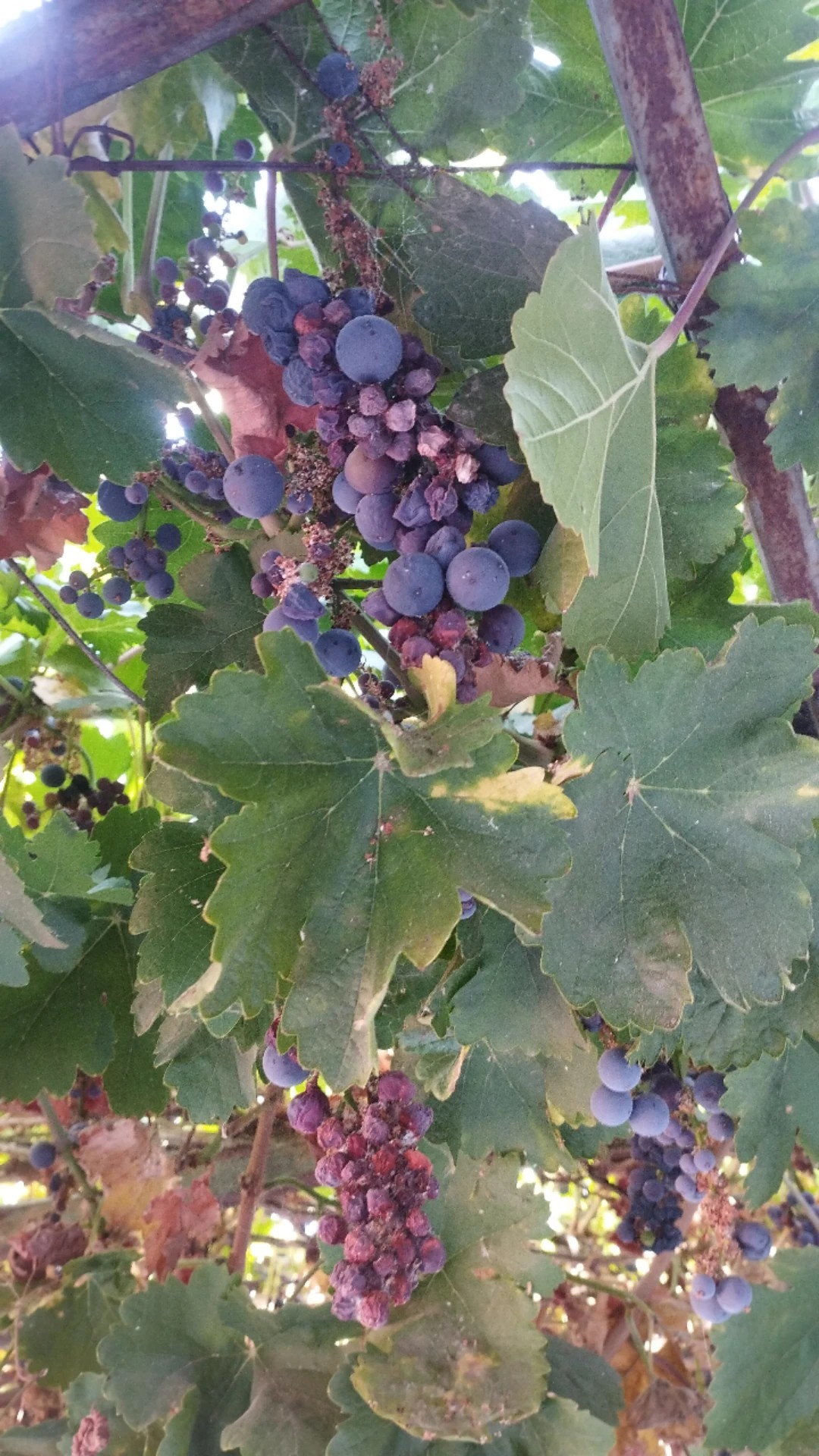 How to Treat Brown blotch Disease on Wine grape?