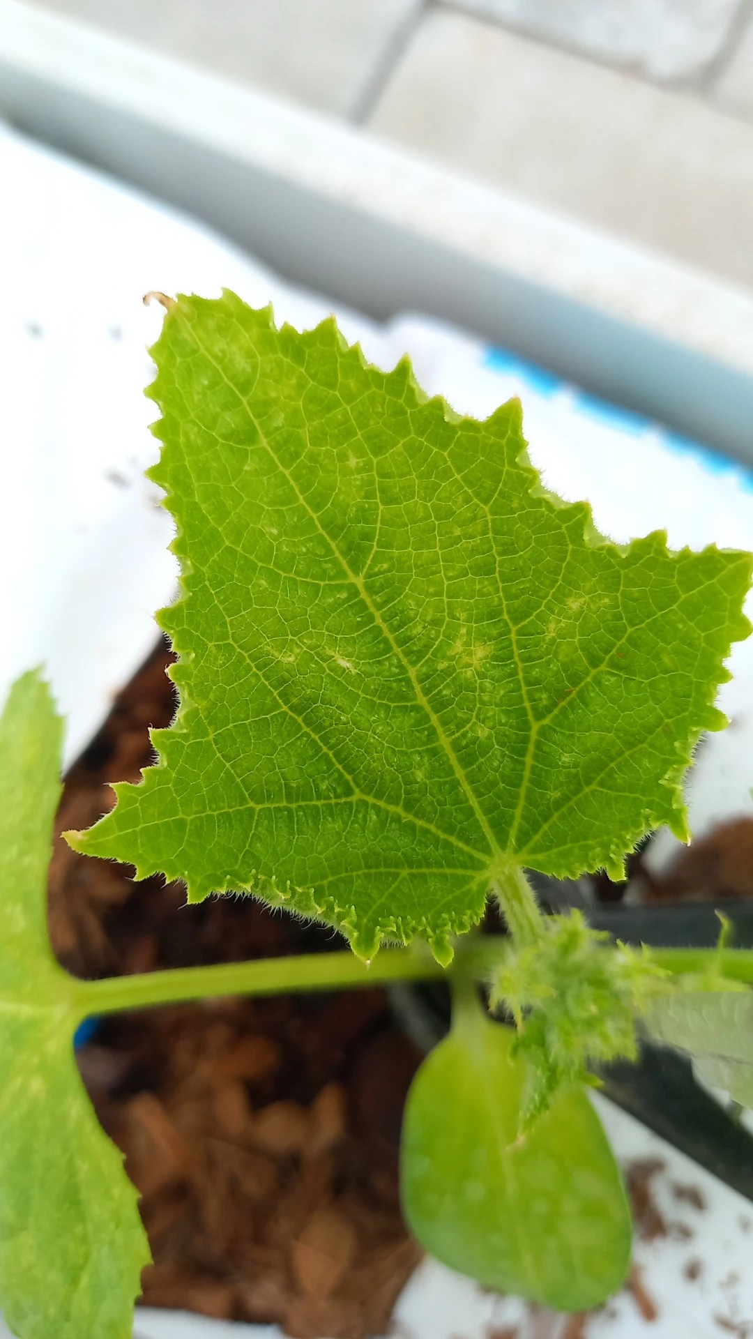 How to Treat Leaf spot Disease on Cucumber?
