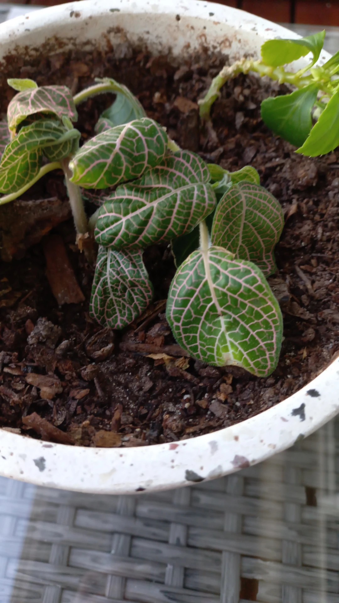 How to Treat Wilting Disease on Nerve plant?