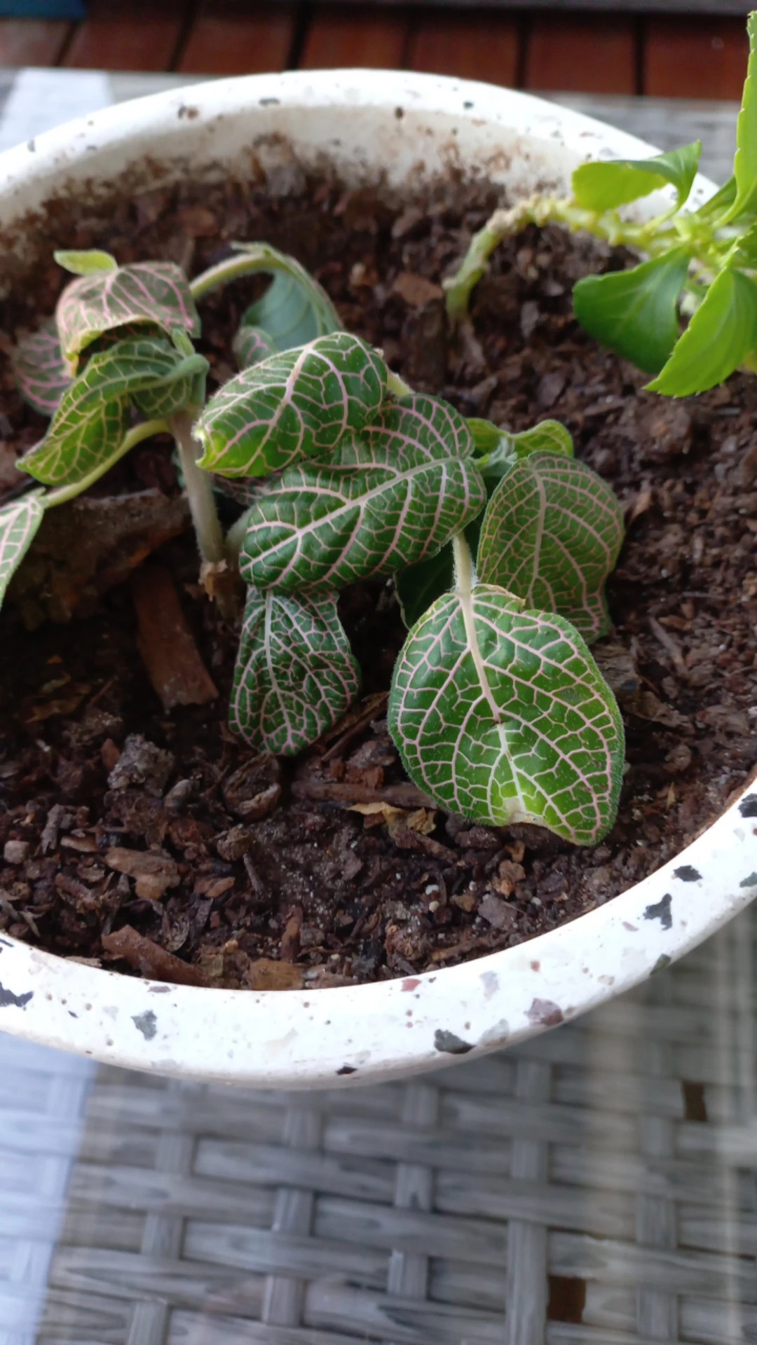 How to Treat Wilting Disease on Nerve plant?