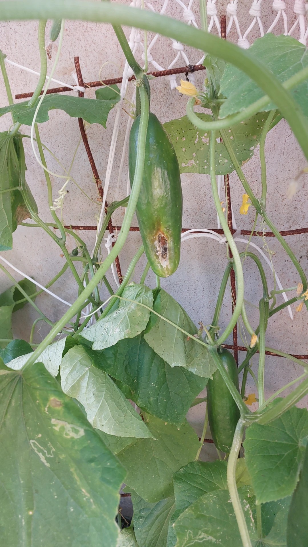 How to Treat Leaf miners Disease on Cucumber?