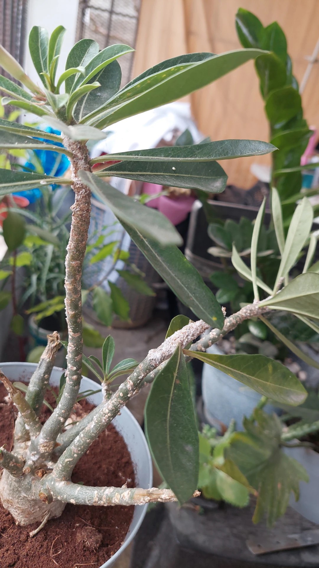 How to Treat Mealybugs Disease on Desert rose?