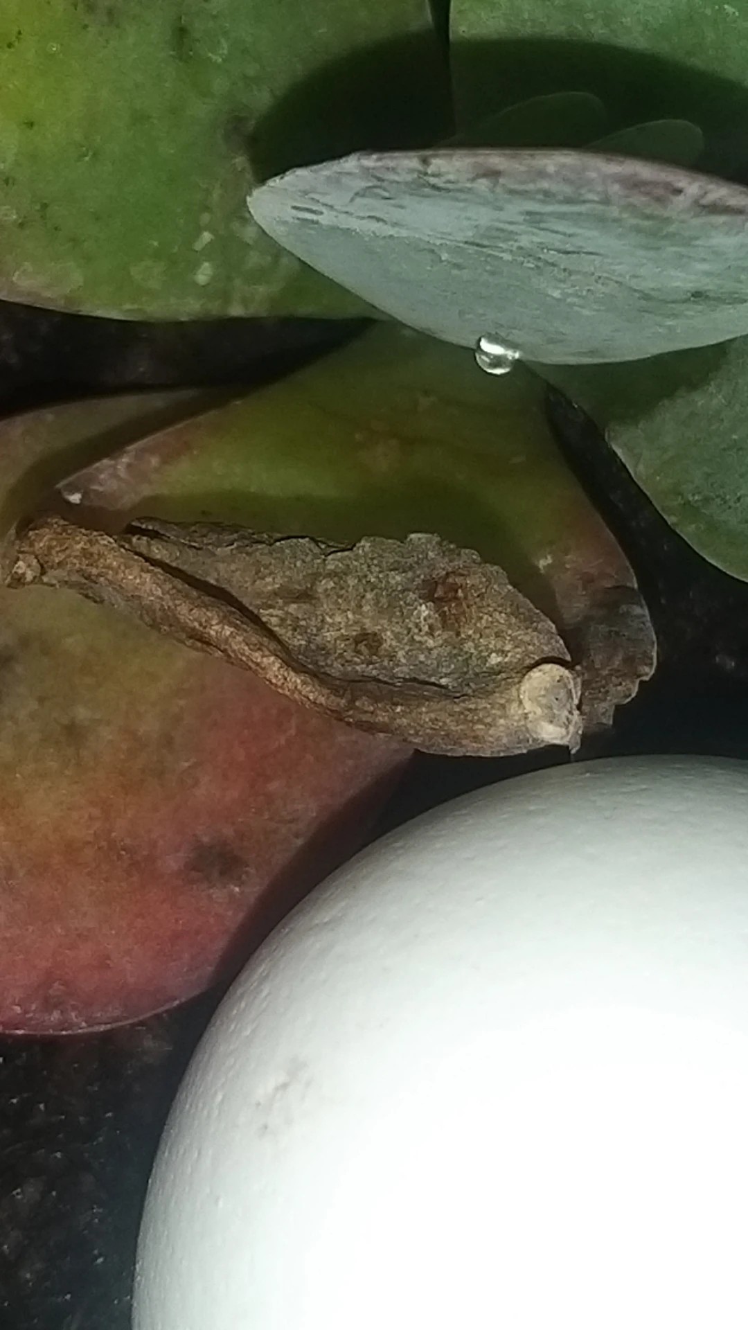 How to Treat Leaf rot Disease on Paddle plant?