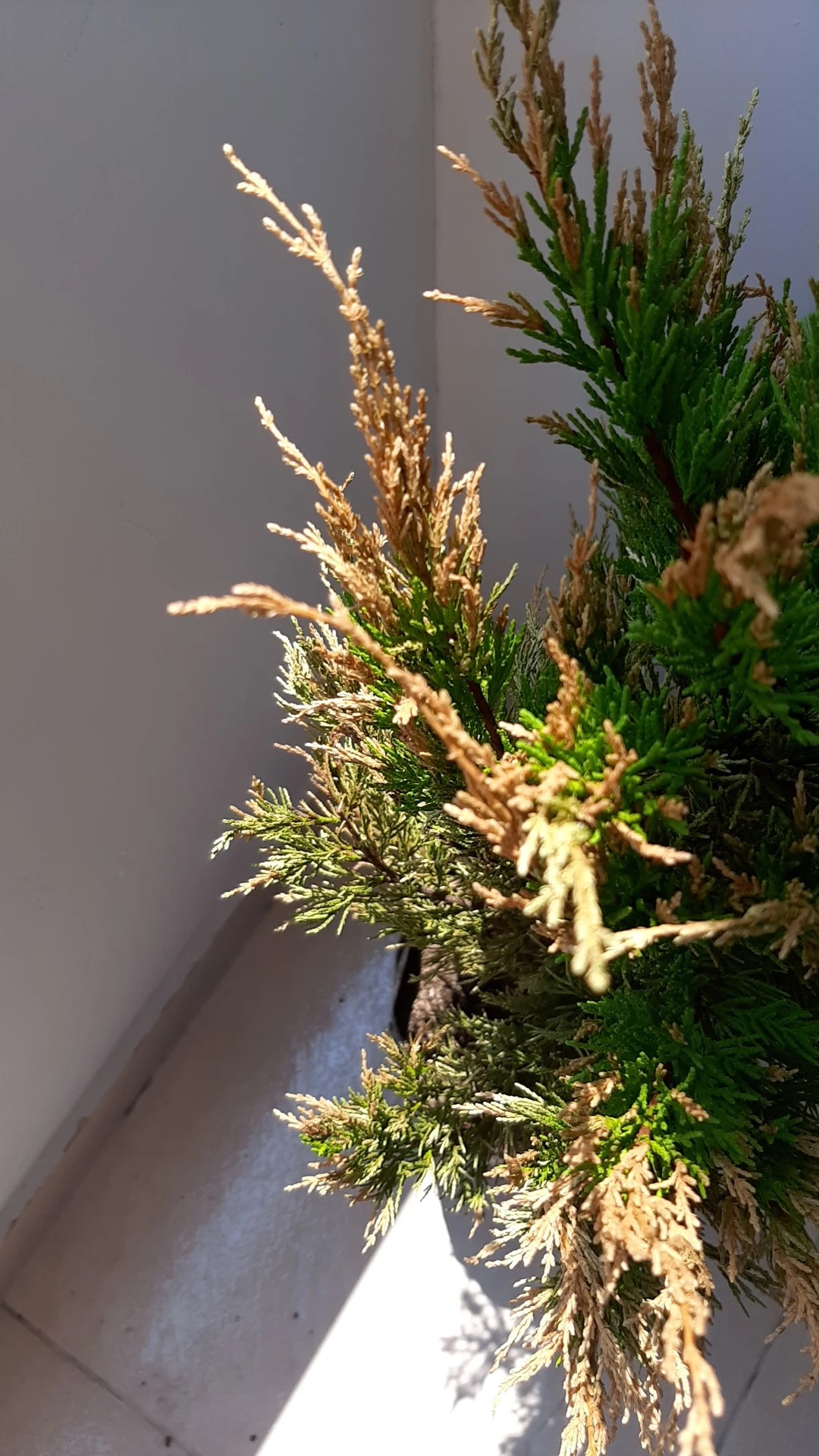 Wie behandelt man die Krankheit Zurücksterben bei Monterey-Zypresse?