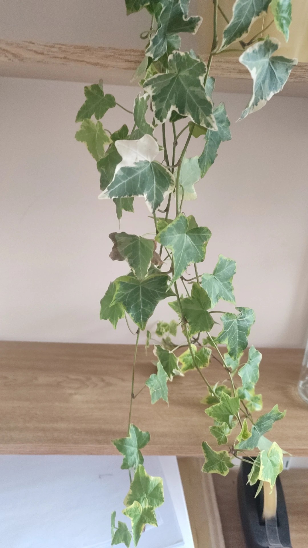 How to Treat Leaf blight Disease on English ivy?