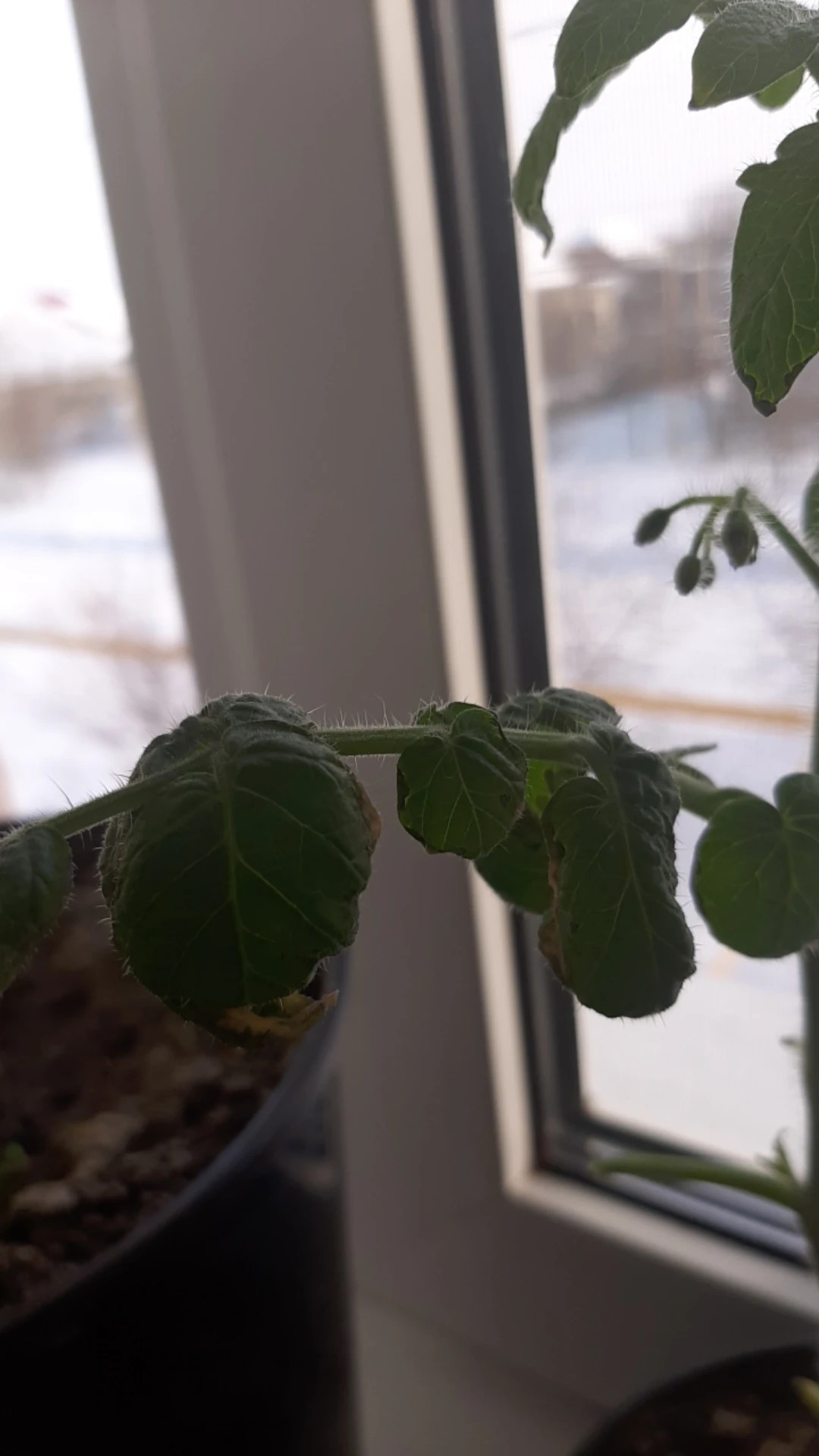 How to Treat Leaf rot Disease on Tomato?