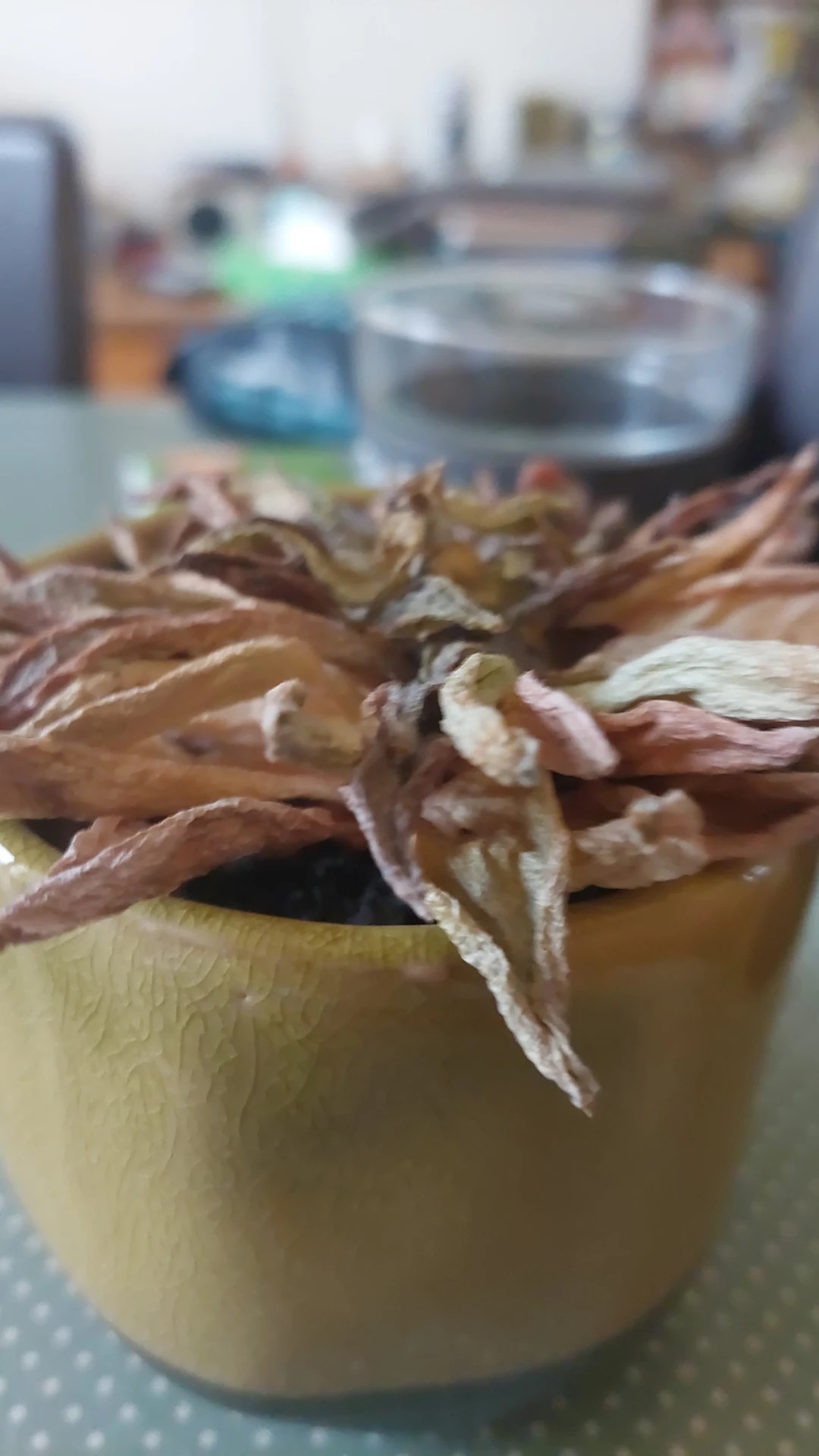 How to Treat Soft Rot Disease on Common houseleek?