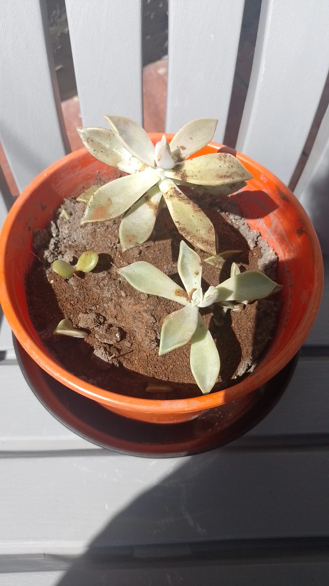 How to Treat Soft Rot Disease on Ghost plant?