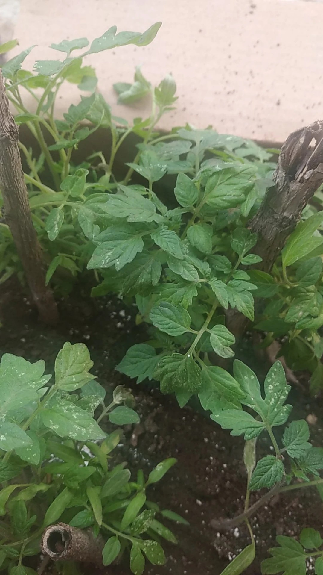 Come trattare la malattia Tisanotteri su Pomodoro?