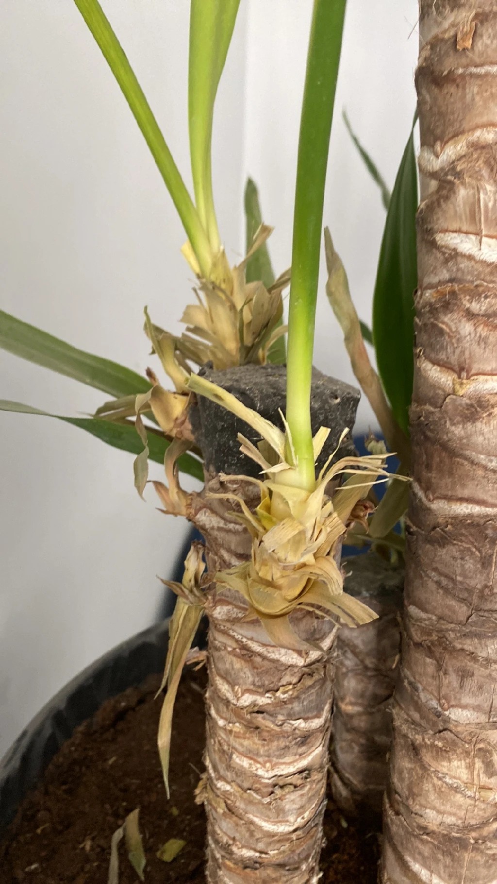 How to Treat Leaf spot Disease on Spineless yucca?