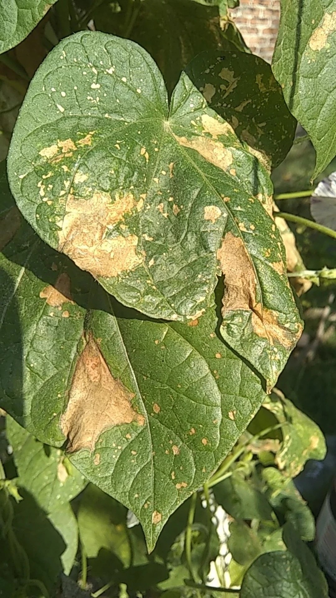 Why Are My Plant Leaves Turning Yellow With Brown Spots And Brown ...