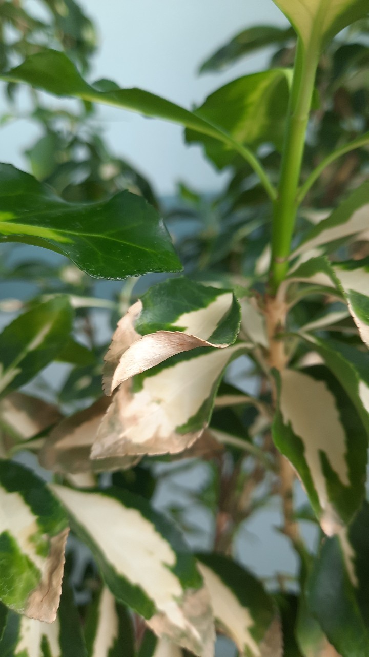 Wie behandelt man die Krankheit Braune Flecken bei Japanischer ...