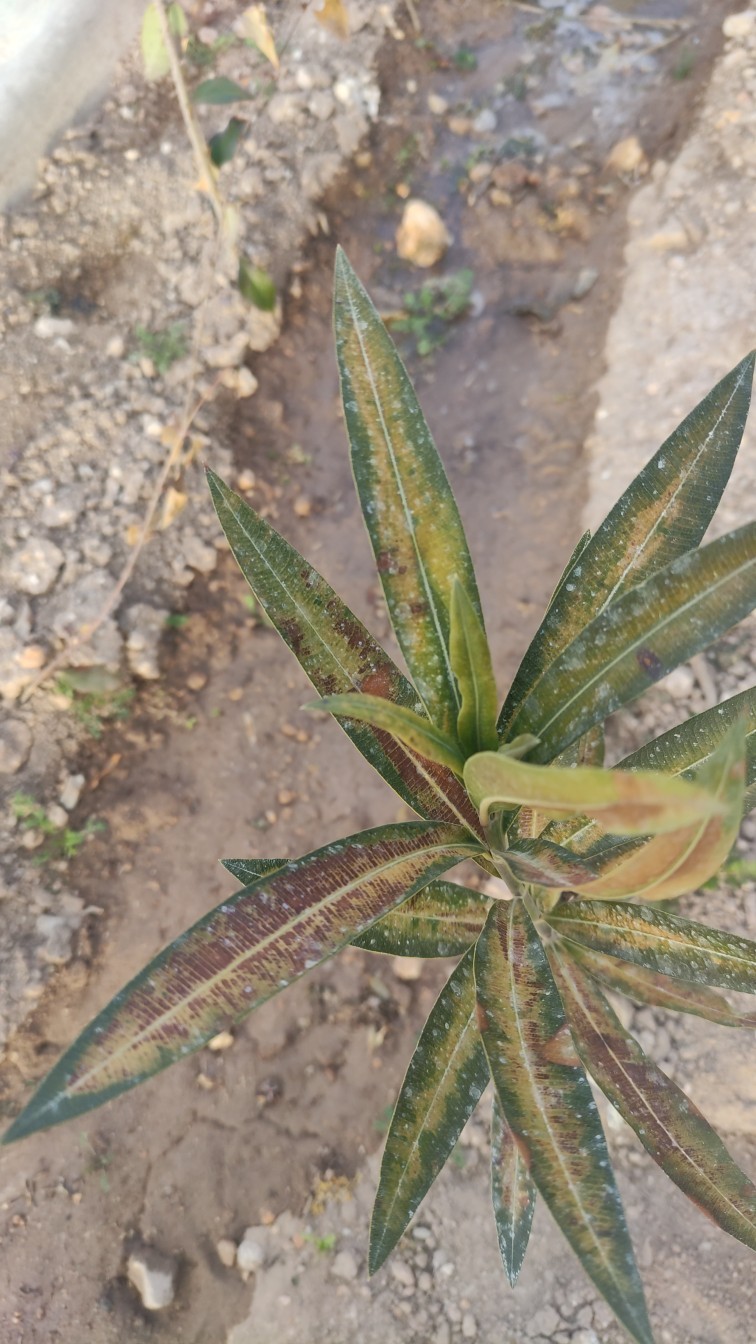 How to Treat Brown blotch Disease on Oleander?