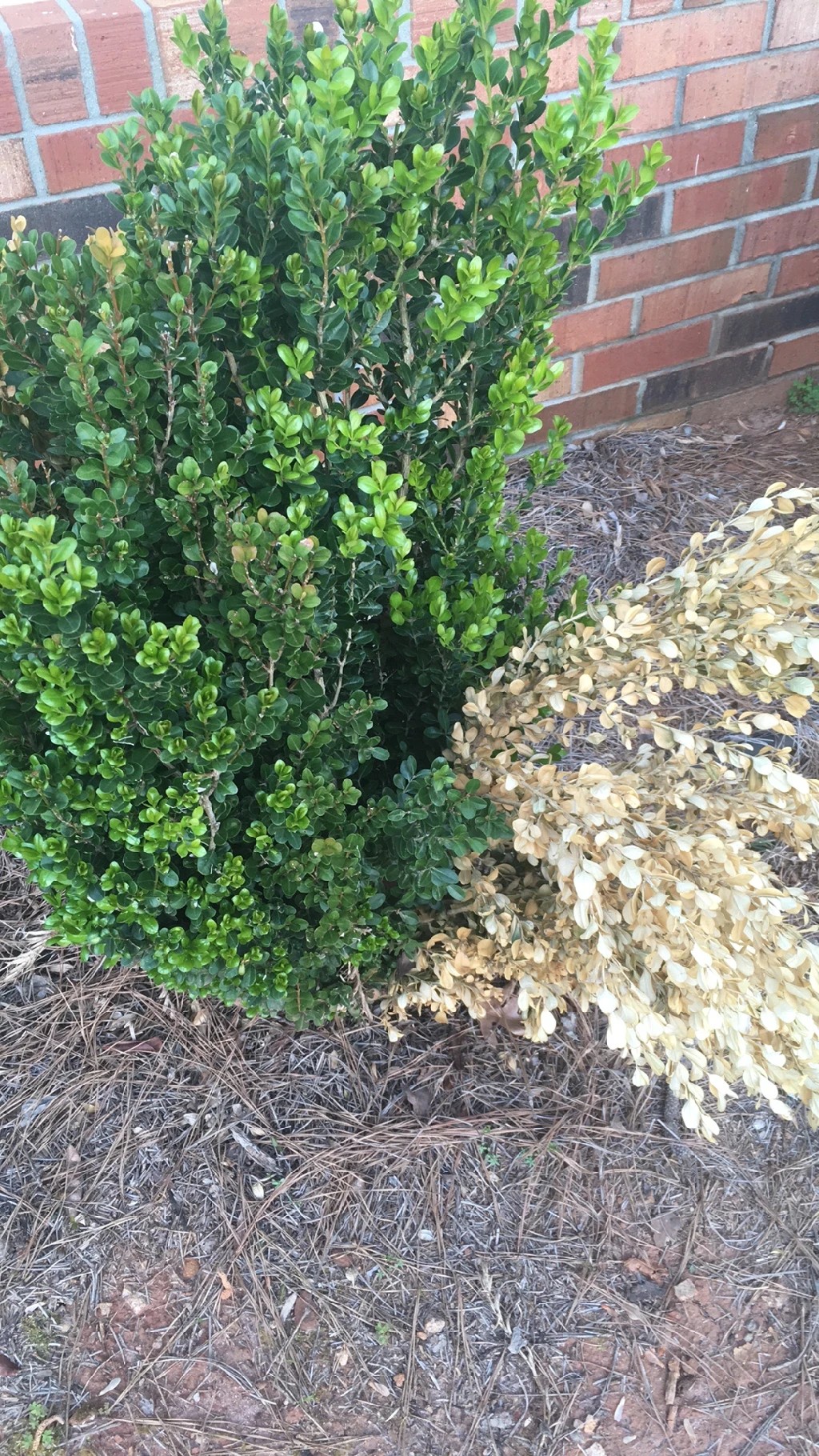 How to Treat Leaf miners Disease on Common boxwood?